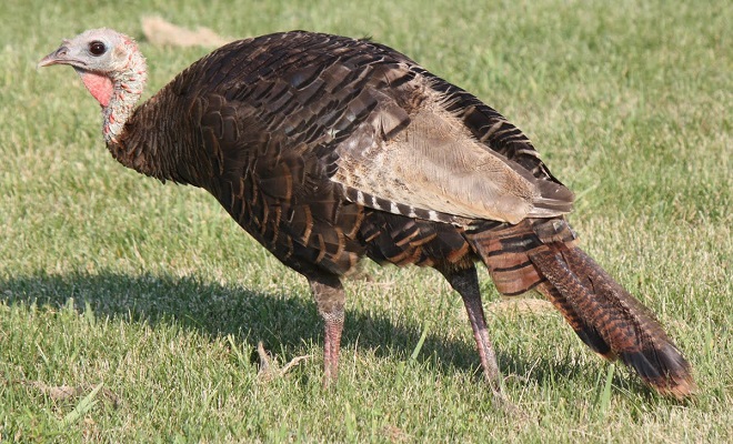 marzo – 2015 – notiissa